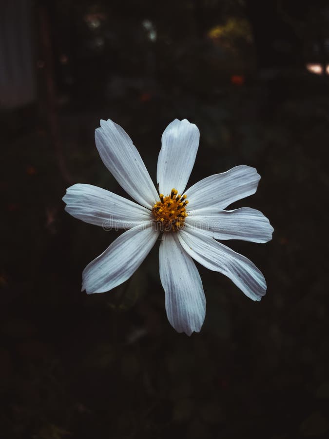 Shiny Summer Deep White Flower with Orange Core Stock Photo - Image of ...