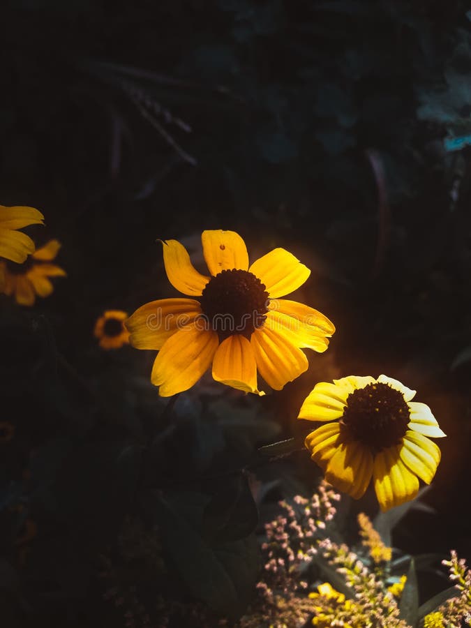 Shiny Summer Deep Yellow Flower with Black Core Stock Photo - Image of ...