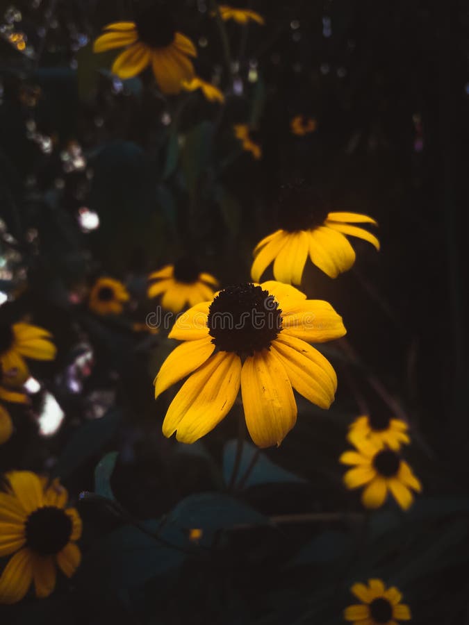 Shiny Summer Deep Yellow Flower with Black Core Stock Photo - Image of ...