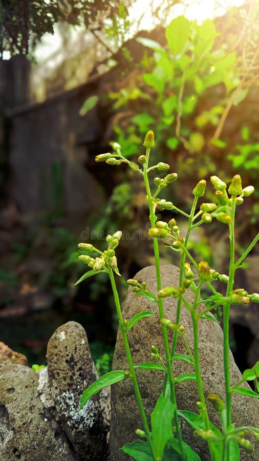 Shiny tiny plant stock image. Image of shiny, blury - 301951141