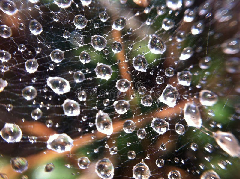 Shiny Water Drops Atop Cobweb. Wet Cobweb Texture Closeup. Spider Web ...