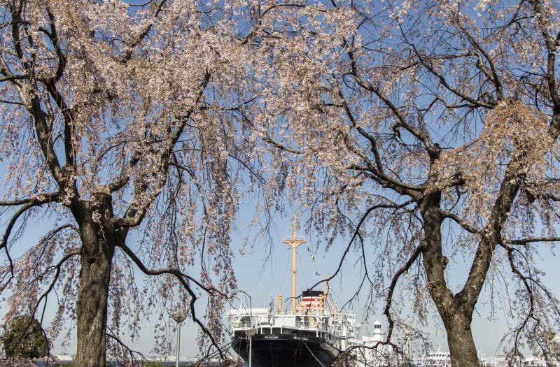 Japan, Yokohama Port and Sakura Stock Photo - Image of flowers, petal ...