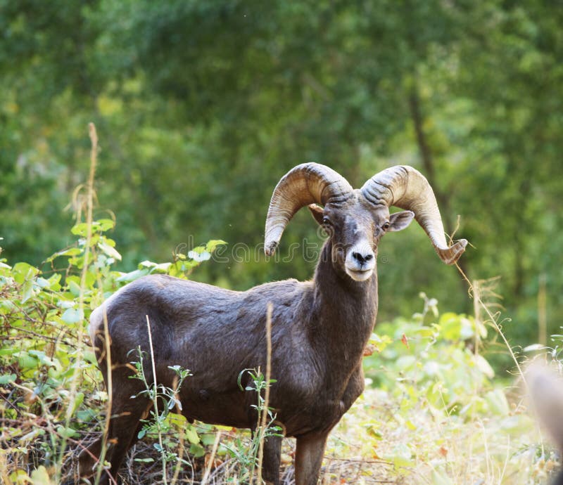 344 Goat Ship Stock Photos - Free & Royalty-Free Stock Photos from ...