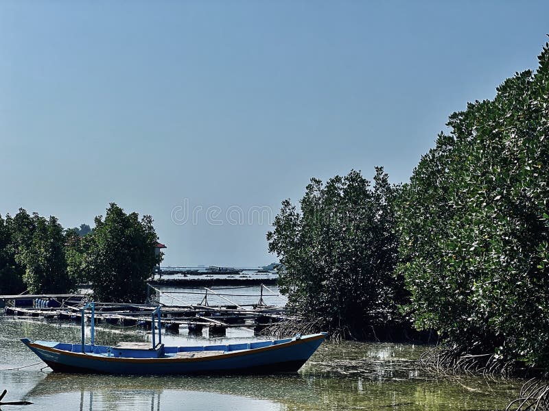 Ship in the Middle of Mangrove Trees Stock Image - Image of tree, trees ...