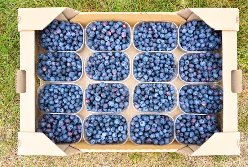 Shipping Box with Blueberries Containers Stock Photo - Image of produce ...