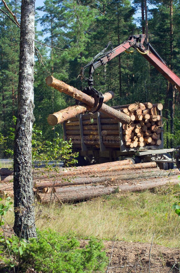 Forestry in Finland stock photo. Image of stacking, forest - 76292764