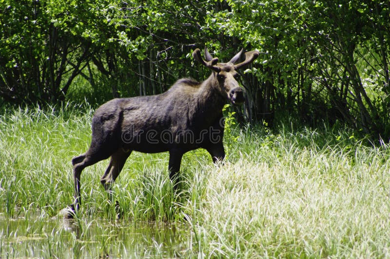 Shira Moose, Montana foto de archivo. Imagen de sarah - 120415388