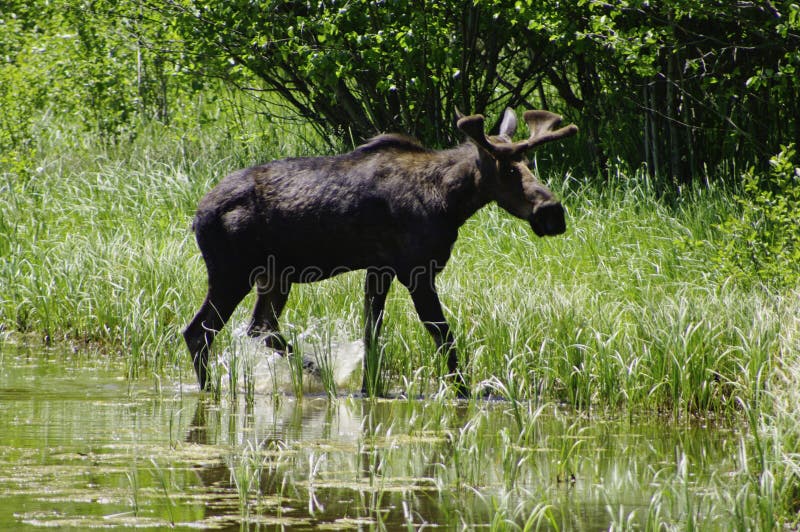 Shira Moose, Montana foto de archivo. Imagen de rojo - 120415442
