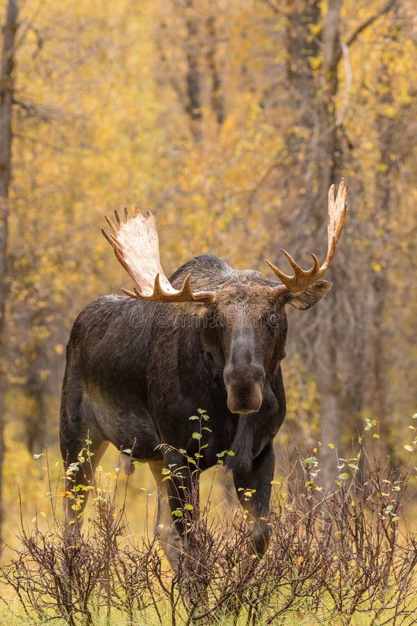 Shiras Moose Bull Head on stock photo. Image of bull - 76702300