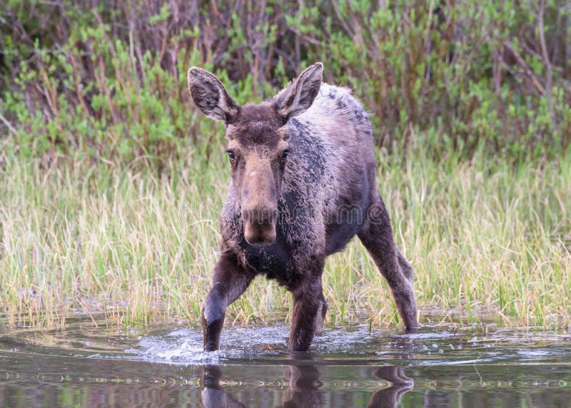 Shiras Moose of the Colorado Rocky Mountains Stock Photo - Image of ...