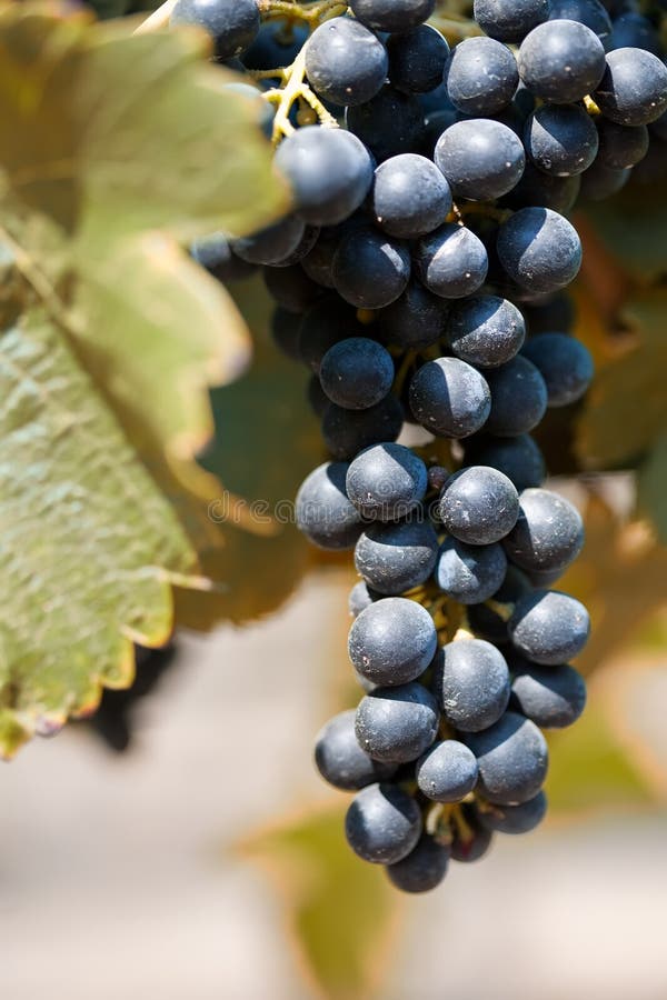 Shiraz grapes stock image. Image of vineyard, fruit, plant - 21708881