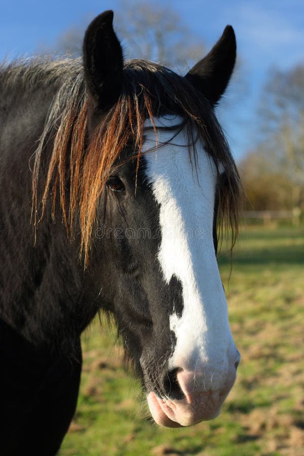 Shire or Draft Horses Head. Stock Image - Image of open, outdoors: 4036515