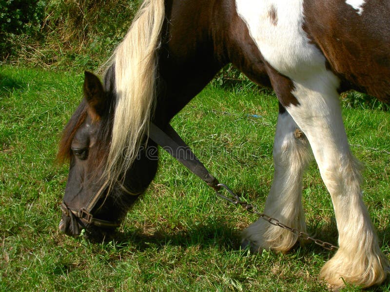 Shire Horse stock image. Image of farm, grazing, animal, shire - 1907