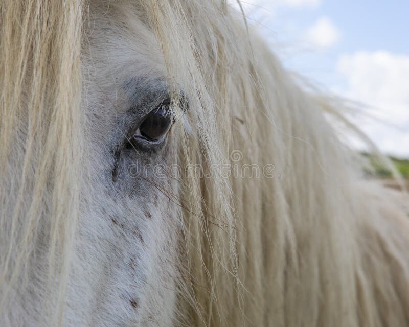 Shire Horse stock photo. Image of eyes, england, kingdom - 250489324