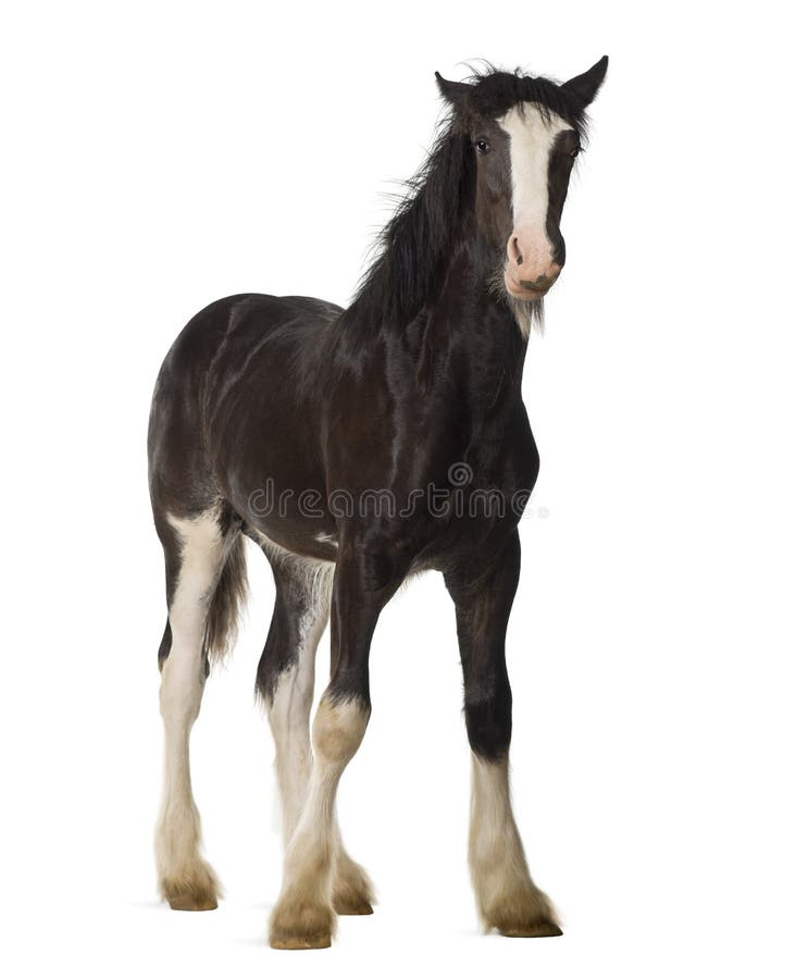 Bay Shire Horse - Galloping on Meadow Stock Image - Image of grass ...