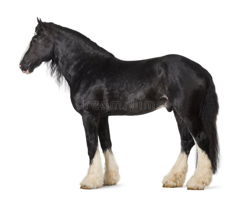 Rear View of a Horse Looking Back Stock Image - Image of alone ...