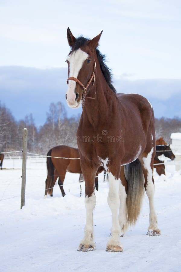 Shire Winter Horse in Snow stock image. Image of traditional - 15543775