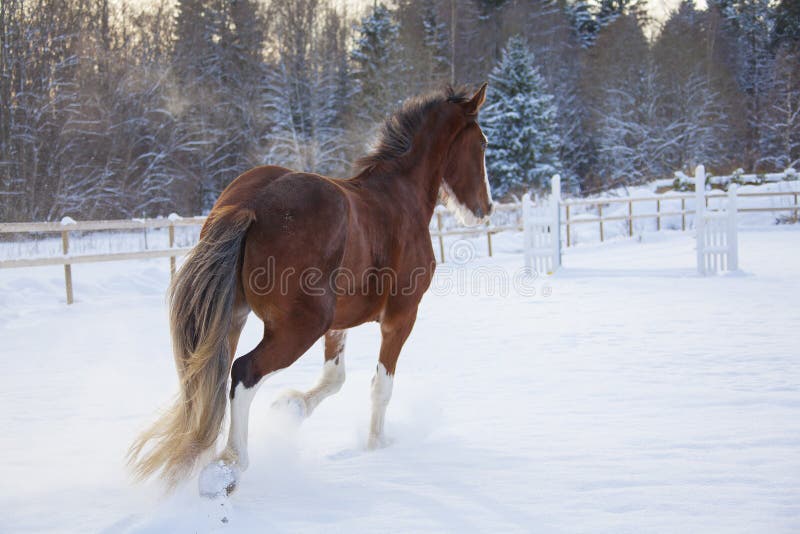 Shire Winter Horse in Snow stock image. Image of traditional - 15543775