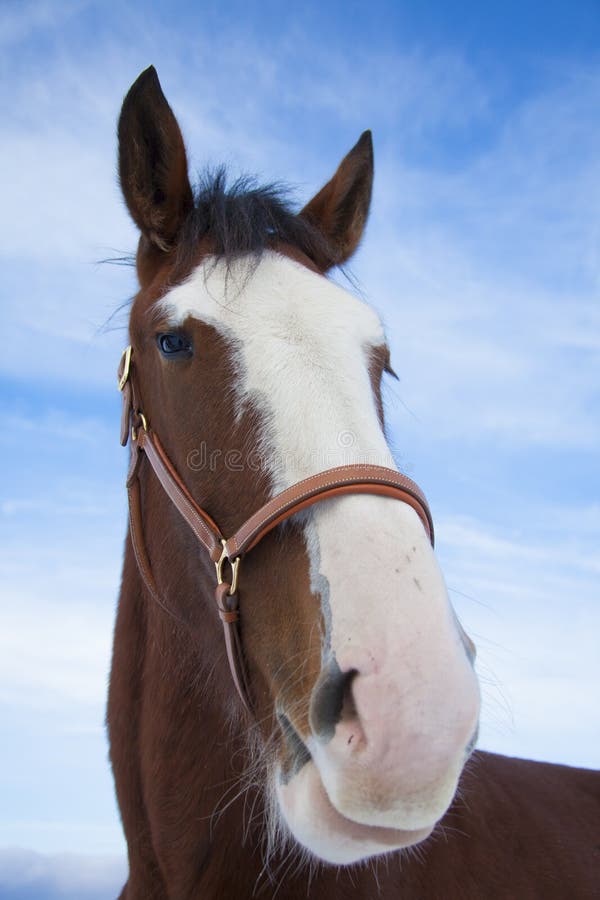 Shire Horse in winter stock image. Image of frozen, animal - 80101711