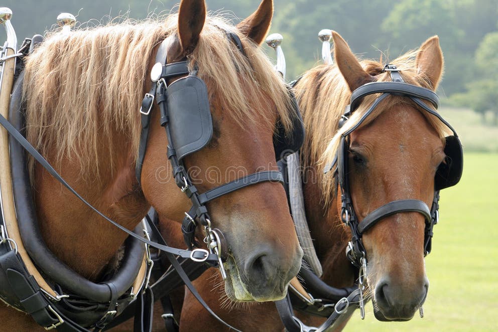Shire horses stock image. Image of blinker, mane, england - 2634051