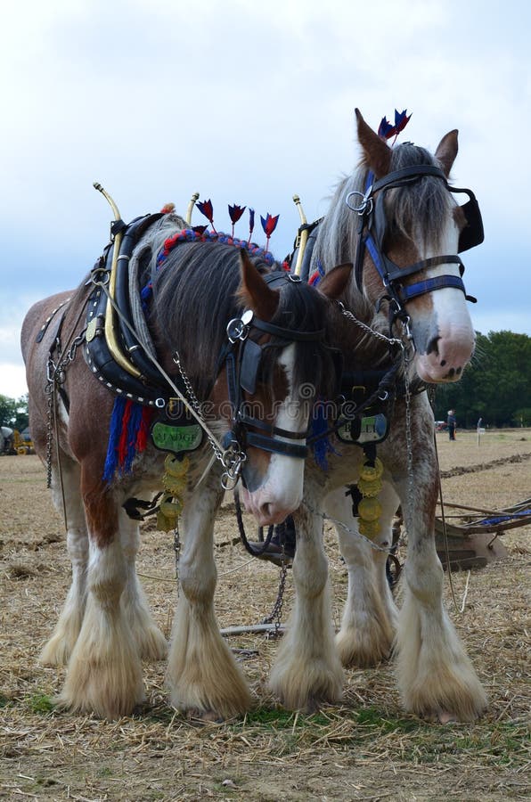 Pair of Shire Horses Working Stock Image - Image of girth, chain: 20740151
