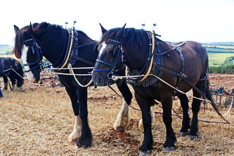 Shire Horses Pulling a Plough Stock Photo - Image of equine, work ...