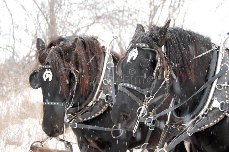 Shire Horses in Winter Snow Stock Photo - Image of halters, snowy: 14382806