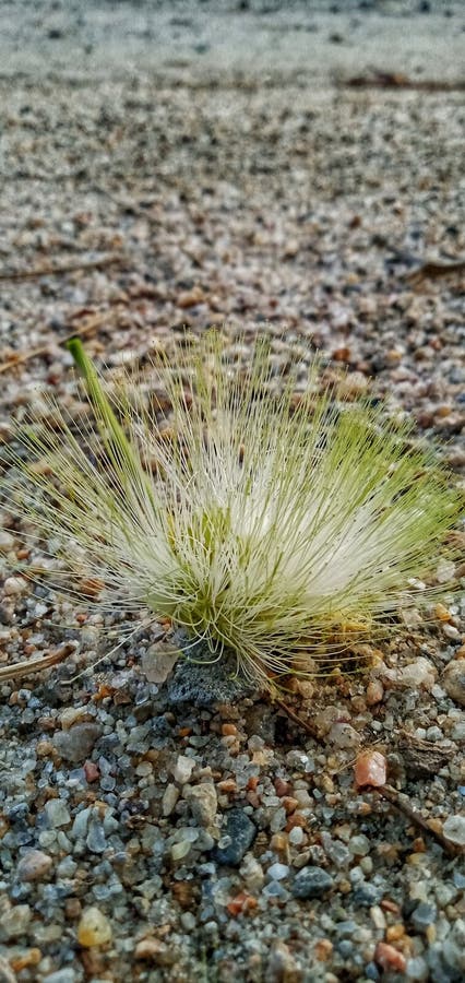 Shirish Flower Stock Photos - Free & Royalty-Free Stock Photos from ...