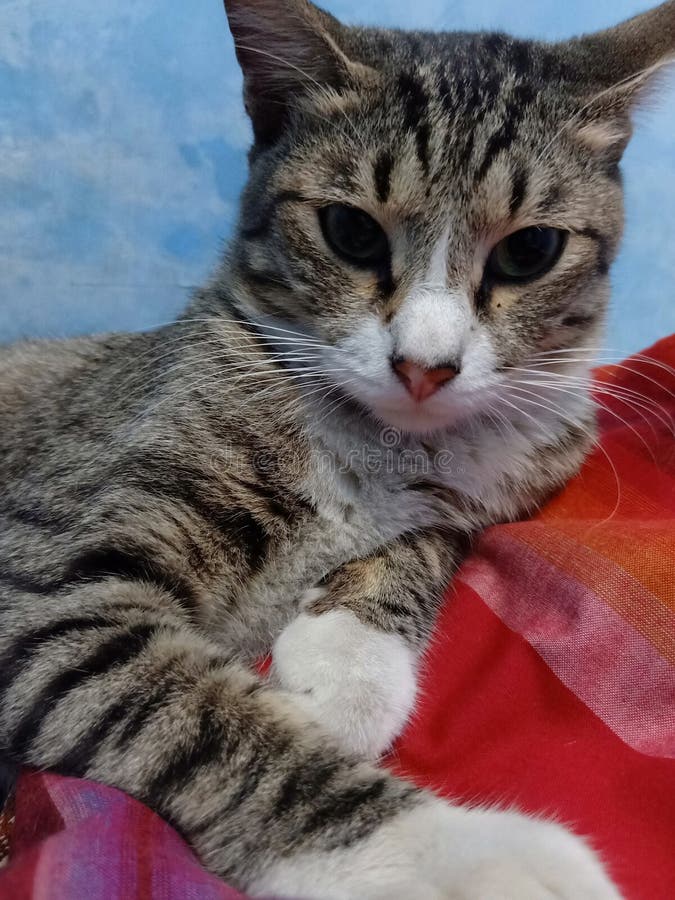 Shiro cat boy stock photo. Image of skin, animal, whiskers - 221153870