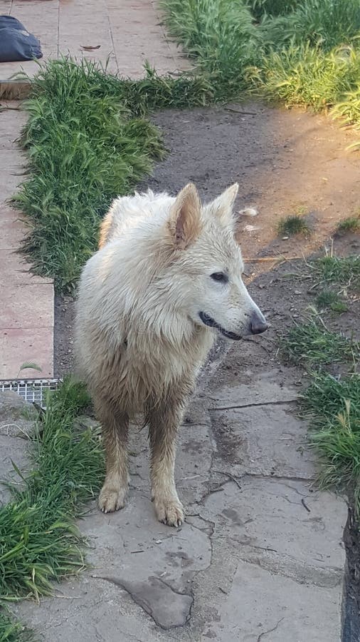 Shiro stock photo. Image of sucio, dirty, shiro, style - 92687372