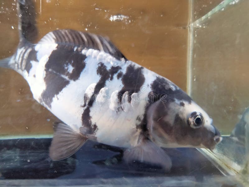 Shiro type koi foto de archivo. Imagen de animal, tipo - 237358744