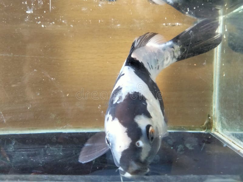 Shiro type koi stock photo. Image of fish, wildlife - 237358774