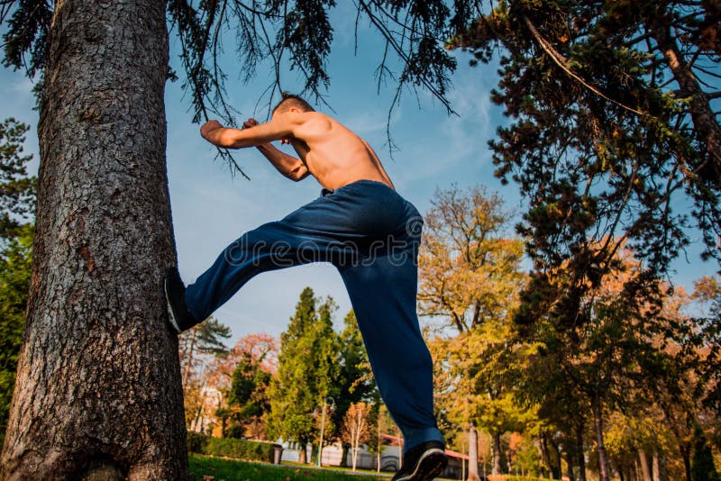 Man Climbing Tree Stock Photos - Download 4,545 Royalty Free Photos