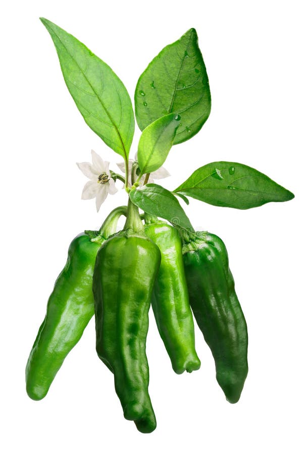 Shishito Peppers, Growing, Paths Stock Image - Image of asian, pods ...