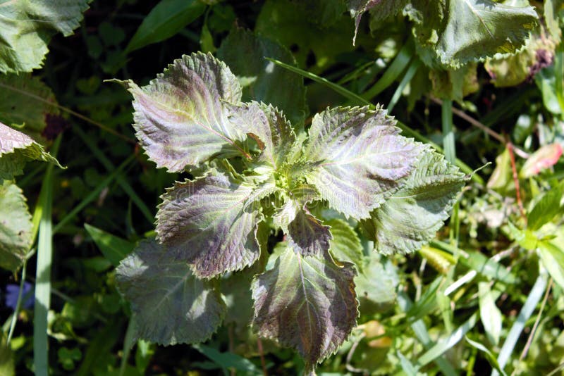 Shisho o Perilla foto de archivo. Imagen de asia, sushi - 46014428