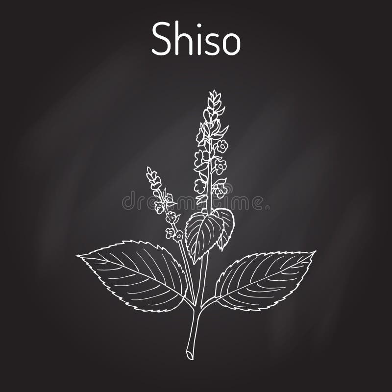 Shiso Perilla Frutescens , Spice and Medicinal Herb Stock Vector ...