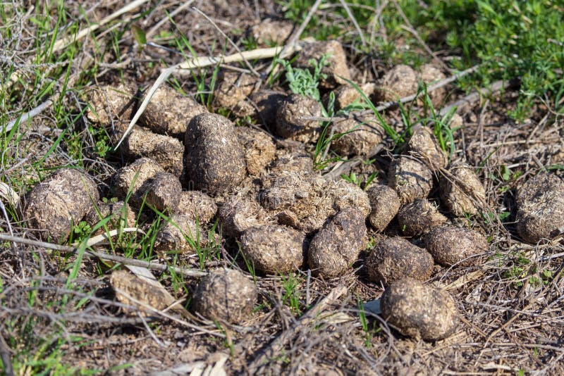 Dog Shit on a Background of Green Grass.Pile of Dog Shit in the Grass ...