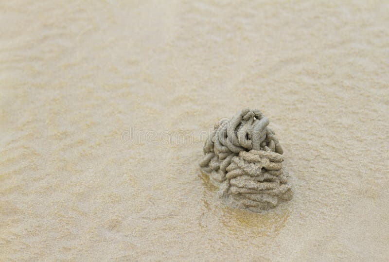 Shit Form Sand Worm Inside on a Beach Stock Image - Image of excited ...