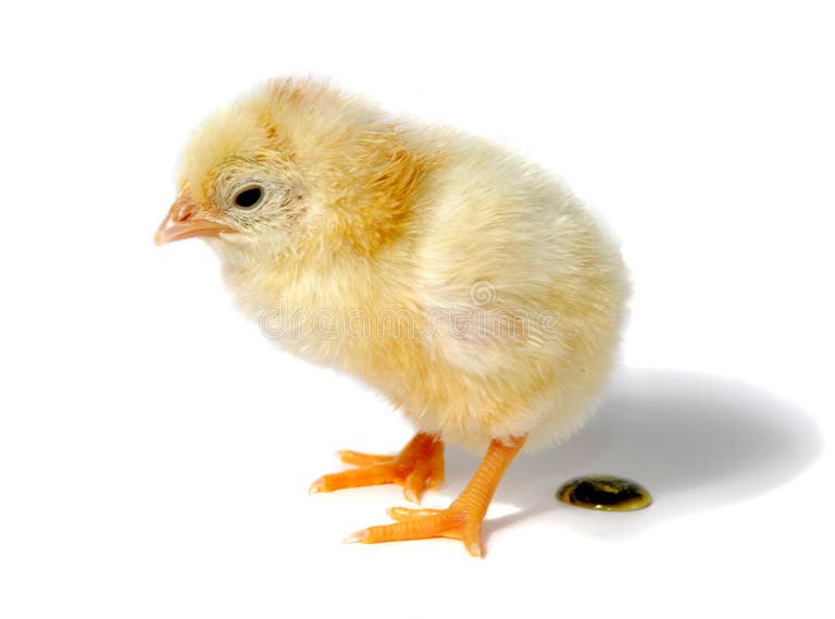 Shit happens stock image. Image of chicken, little, shit - 10167989