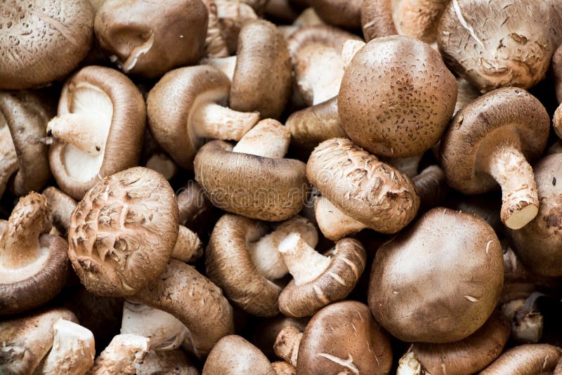 Shitake mushroom stock photo. Image of market, healthy - 66523702