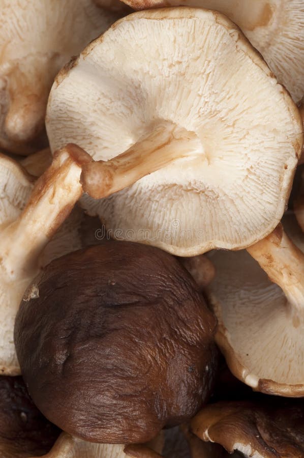 Shitake mushrooms stock image. Image of mushroom, recipe - 13334339