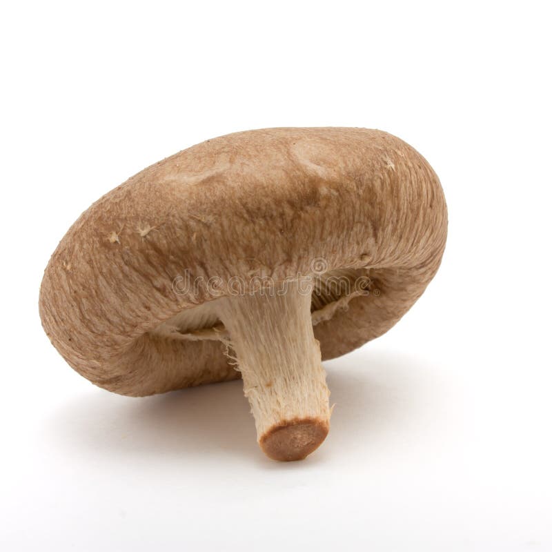 Shitake Mushrooms stock image. Image of remedy, medicine - 13904057