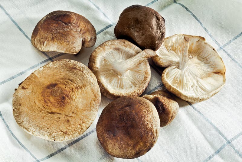 Shitake Mushrooms stock image. Image of remedy, medicine - 13904057