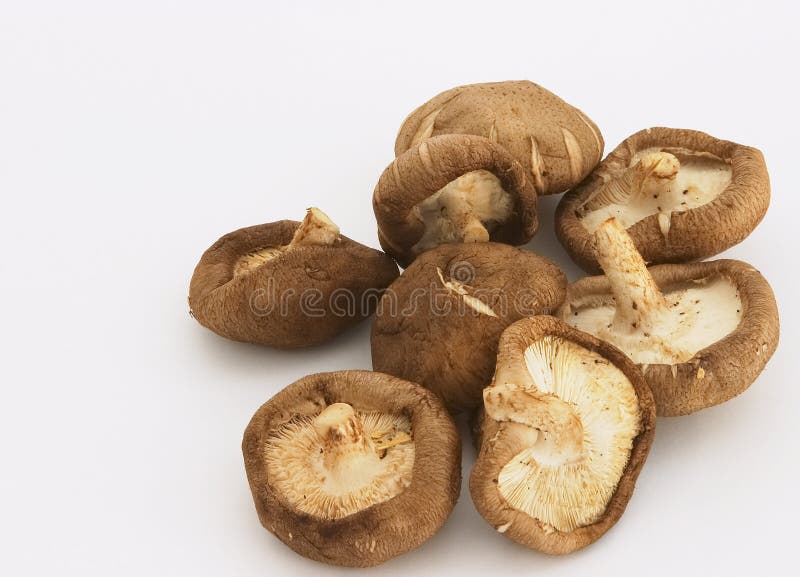 Shitake Mushrooms stock image. Image of remedy, medicine - 13904057