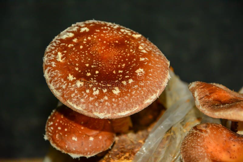 Shitake mushrooms growing stock image. Image of dark - 224654041