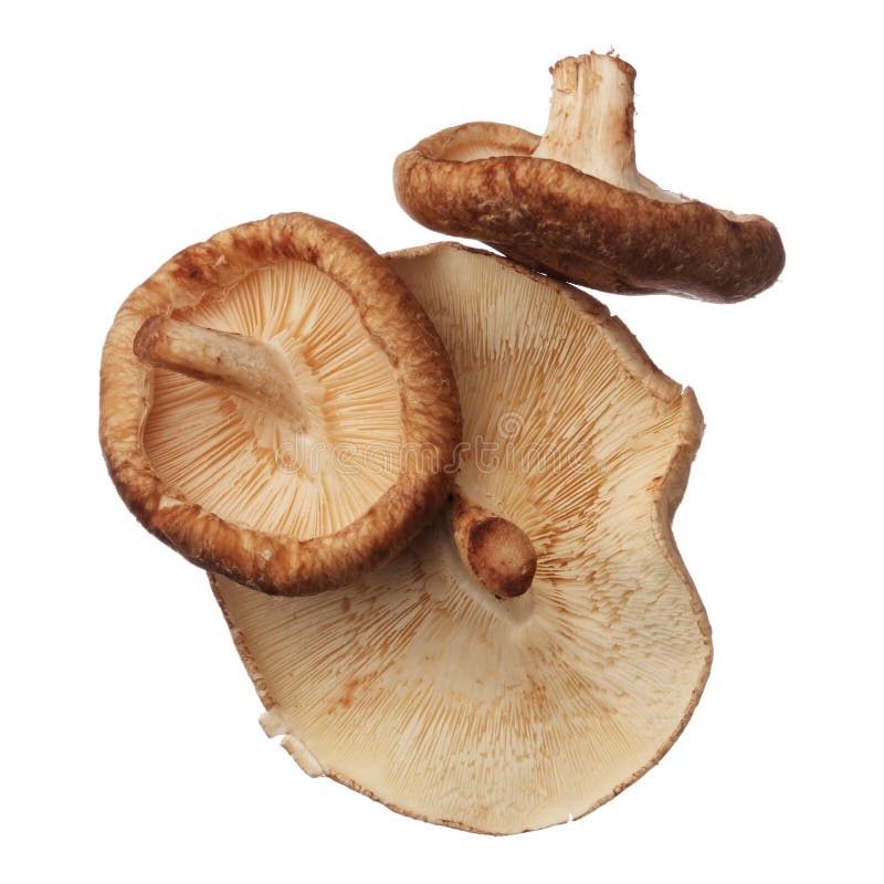 Shitake Mushrooms Isolated On White Background, Close Up Stock Image ...