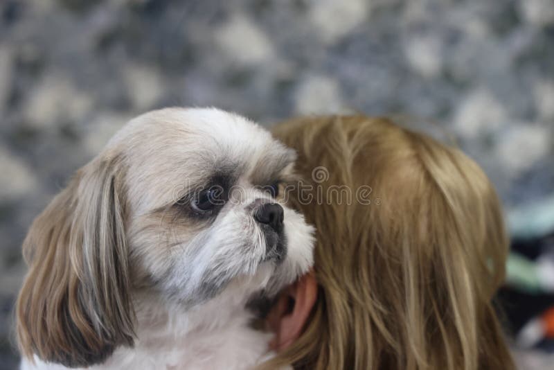 Shitsu Dog Looks into the Camera on the Shoulder of the Hostess, a Sour ...