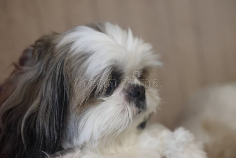 Shitsu Dog Looks into the Camera on the Shoulder of the Hostess, a Sour ...