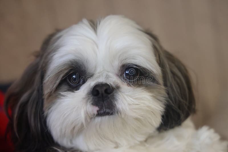 150 Shitsu Stock Photos - Free & Royalty-Free Stock Photos from Dreamstime