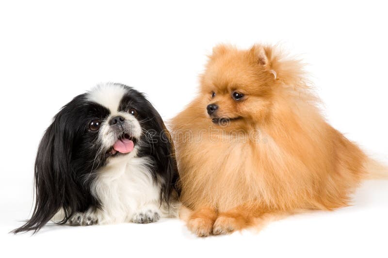 146 Shitsu Stock Photos - Free & Royalty-Free Stock Photos from Dreamstime